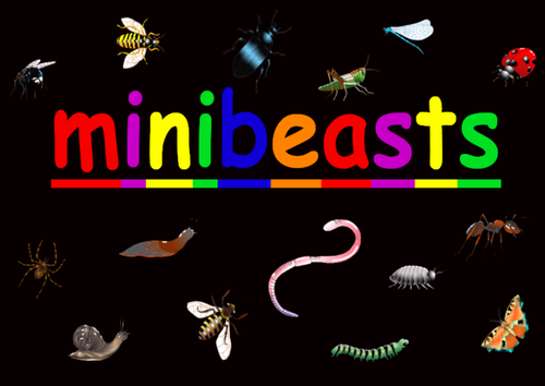 Minibeasts | Teaching Resources
