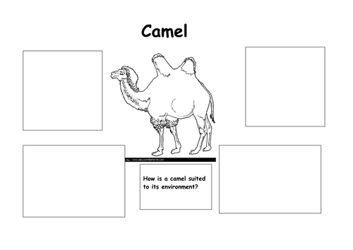 camel suited to its environment | Teaching Resources