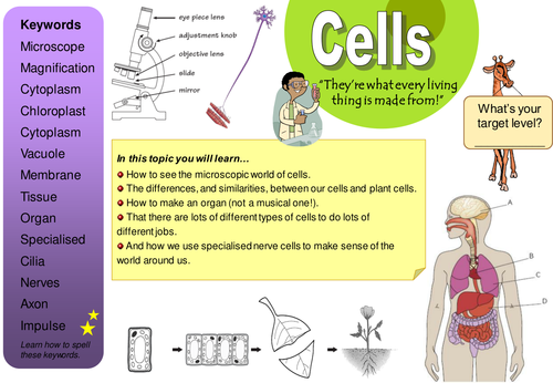 Cells 'Learning Mat' (overview of KS3 Cells topic) | Teaching Resources