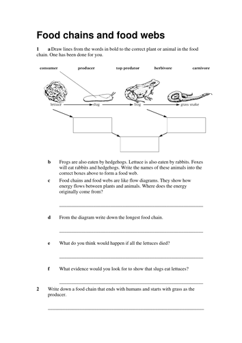 Food Chain And Food Web Questions And Answers The Food Chain Game