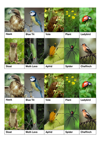 Building food webs cut + paste HT | Teaching Resources