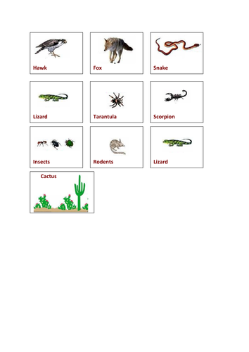 Food Webs Card Sort HT | Teaching Resources