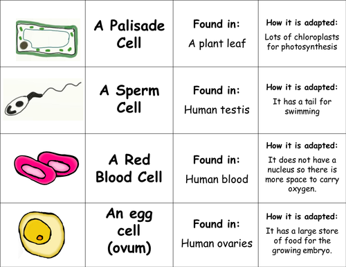 Specialised cells lesson | Teaching Resources Specialised cells lesson | Teaching Resources