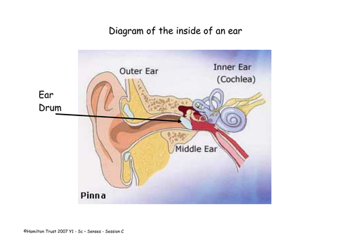 Parts Of The Ears For Grade 3