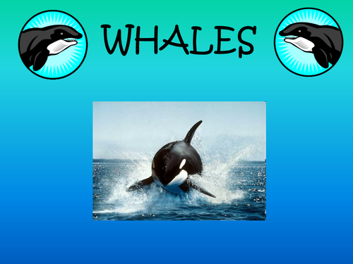 Whales Powerpoint | Teaching Resources