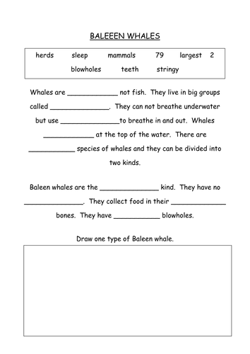 Baleen Whales Worksheet | Teaching Resources