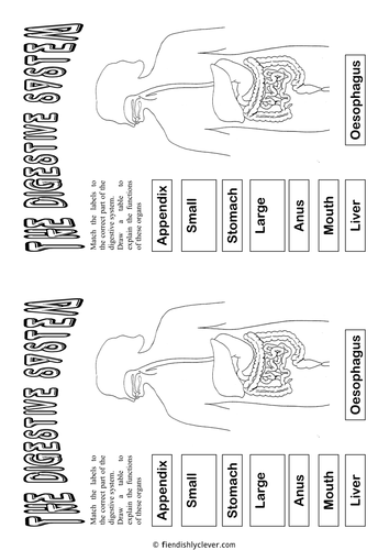 Digestive System Cut and Paste by fiendishlyclever - Teaching Resources ...