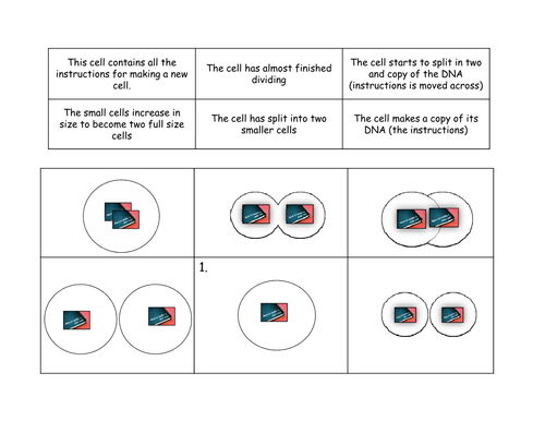 Cell Division | Teaching Resources