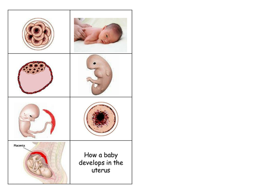 Development of the Baby in the Uterus | Teaching Resources