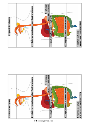 Digestion Beetle Normal Dice | Teaching Resources