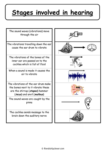 Stages Involved in Hearing | Teaching Resources