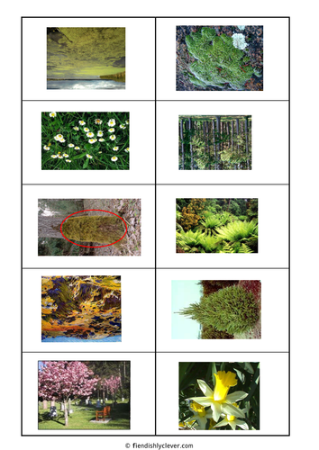 Plant Classification - Images | Teaching Resources