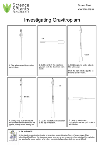 Investigating Gravitropism with Dandelions | Teaching Resources