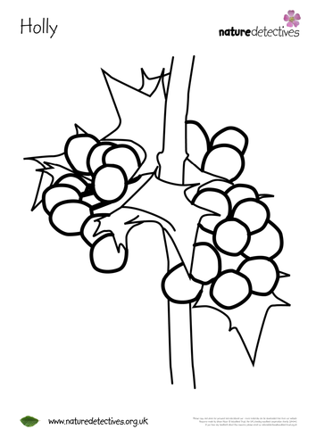 Holly - Colouring Sheets | Teaching Resources