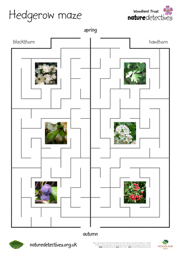 Acorn - Mazes | Teaching Resources