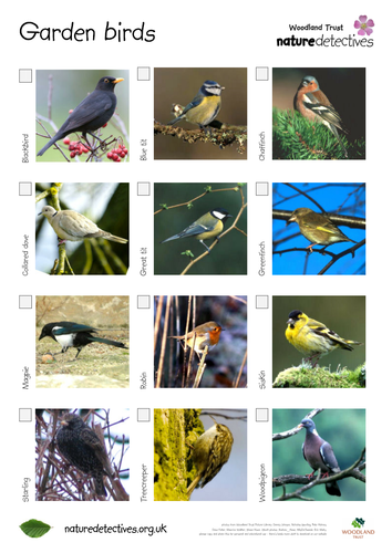 Birds - Bird Hunt | Teaching Resources Birds - Bird Hunt | Teaching Resources