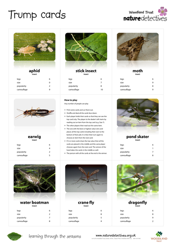 Fly - Minibeast Trump Cards | Teaching Resources