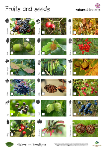 Conkers - Autumn Seed Hunt | Teaching Resources