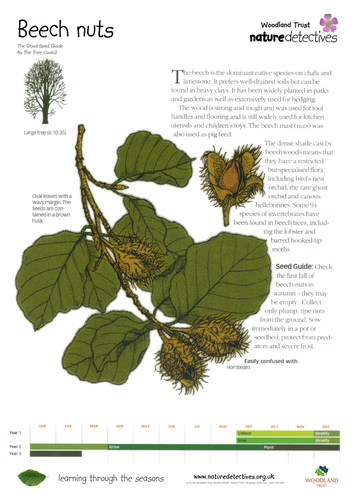 Conkers - Collecting and Planting Seeds | Teaching Resources