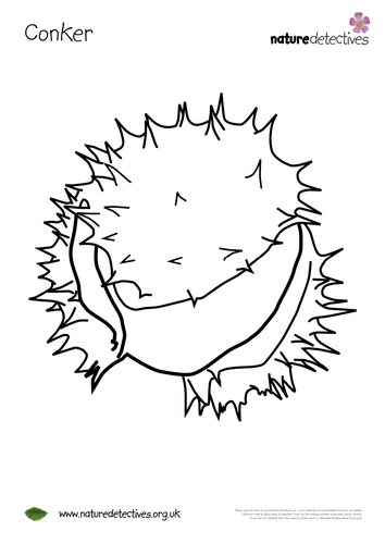 Conkers - Colouring Sheet | Teaching Resources