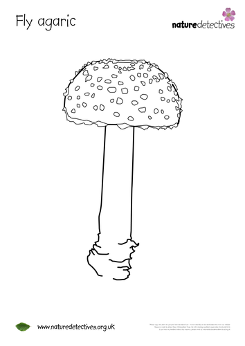 Fungi - Fly Agaric Colouring Sheet | Teaching Resources