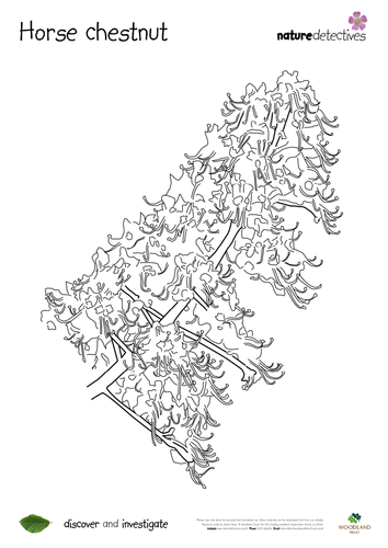 Horse Chestnut - Colour-in Horse Chestnut | Teaching Resources