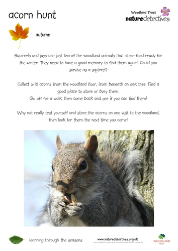 Seeds - Acorn Hunt | Teaching Resources