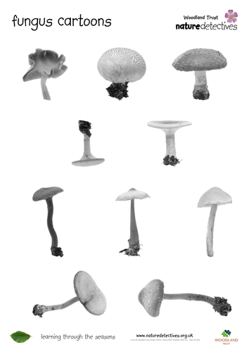 Fungi - Fungi Cartoons | Teaching Resources
