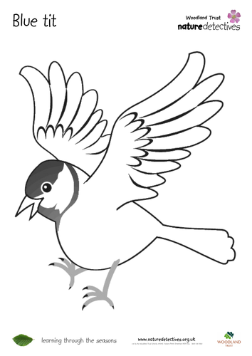 Blue Tit - Colouring Sheet | Teaching Resources