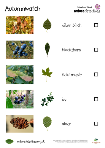 Leaves - Autumnwatch Hunt Sheet | Teaching Resources