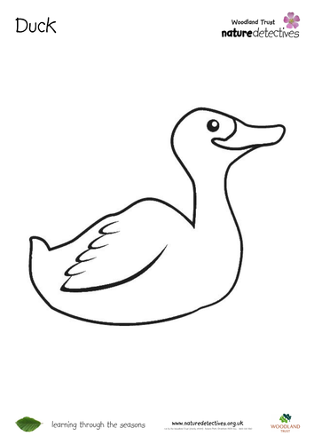 Duck - Colouring Sheet | Teaching Resources