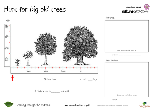 Hunt - Ancient Trees | Teaching Resources