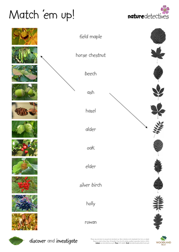 Leaves - Match 'em Up | Teaching Resources