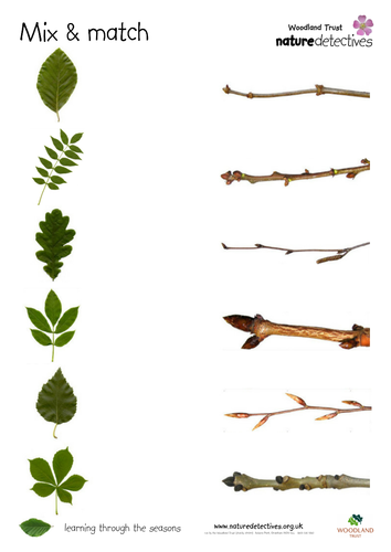 Leaves - Match Buds to Leaves | Teaching Resources
