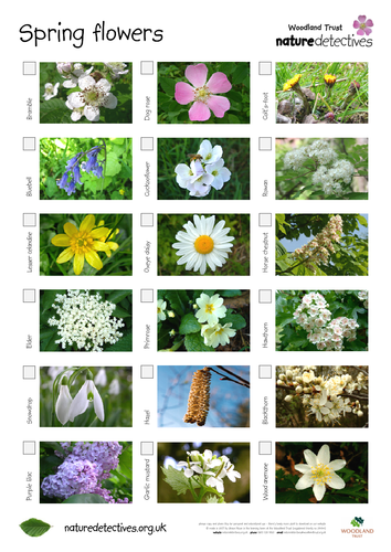 Hunt - Flower Hunt Sheet | Teaching Resources