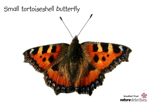 Butterflies - Colouring Small Tortoise Shell | Teaching Resources