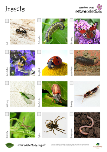 Hunt - Insect Hunt | Teaching Resources
