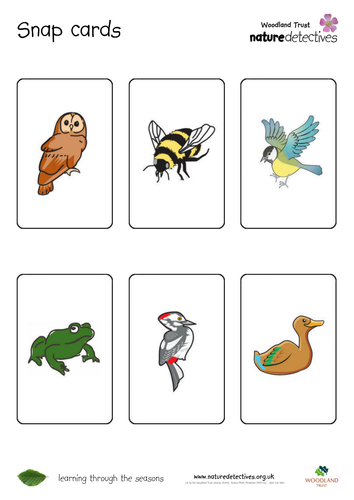 Cards - Animal Cards | Teaching Resources