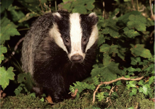 Posters - Badger Poster | Teaching Resources