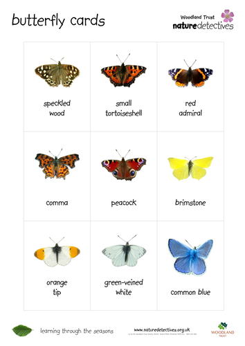 Insects - Butterfly Cards | Teaching Resources