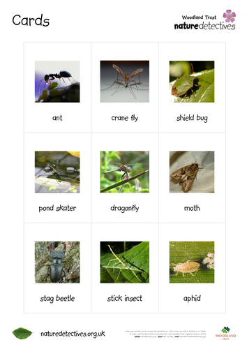 Minibeast riddle matching cards by - UK Teaching Resources - TES