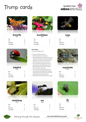 Stag Beetle - Minibeast Trump Cards | Teaching Resources