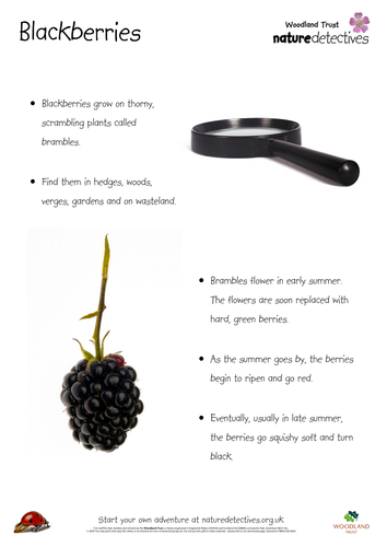 Blackberry hunt | Teaching Resources