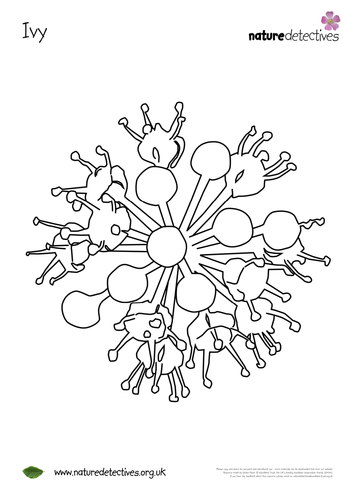Ivy - Colouring Sheet | Teaching Resources