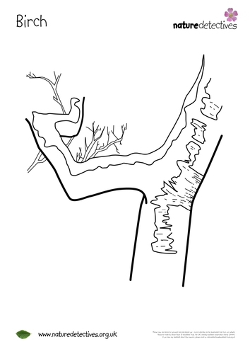 Colouring - Birch | Teaching Resources