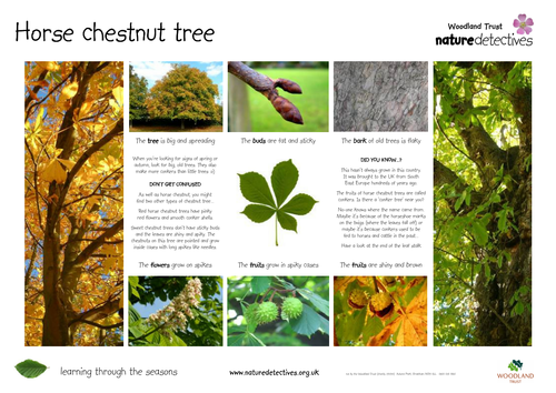 Horse Chestnut Factsheet | Teaching Resources