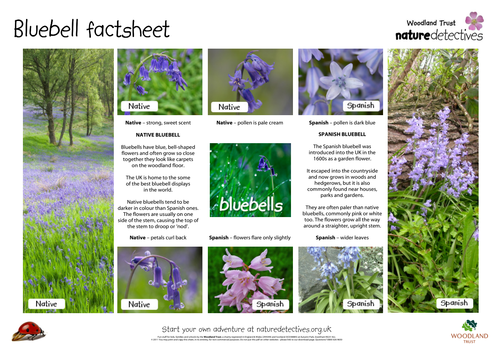 Bluebell Fact Sheet | Teaching Resources
