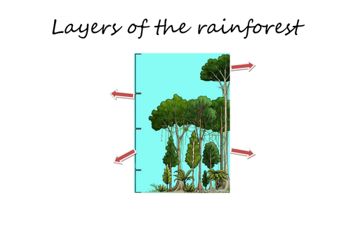 Rainforest layers by claire494 - Teaching Resources - Tes
