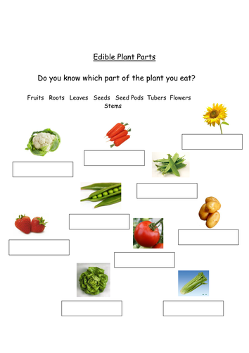 Edible plant parts | Teaching Resources