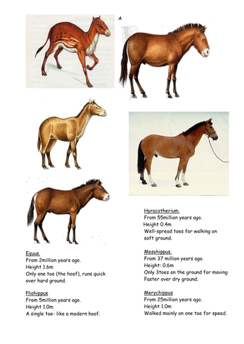 evolution horse card sort | Teaching Resources